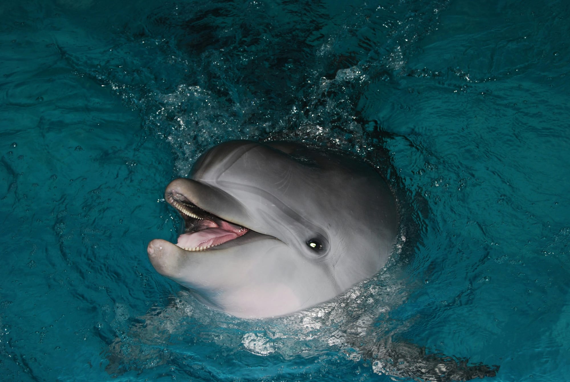 A Google DolphinGemma AI modellje új lehetőségeket nyit a ...